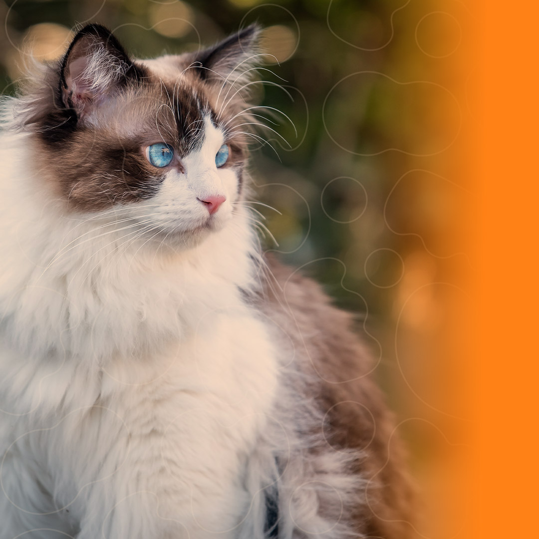 Ragdoll: tudo o que você precisa saber